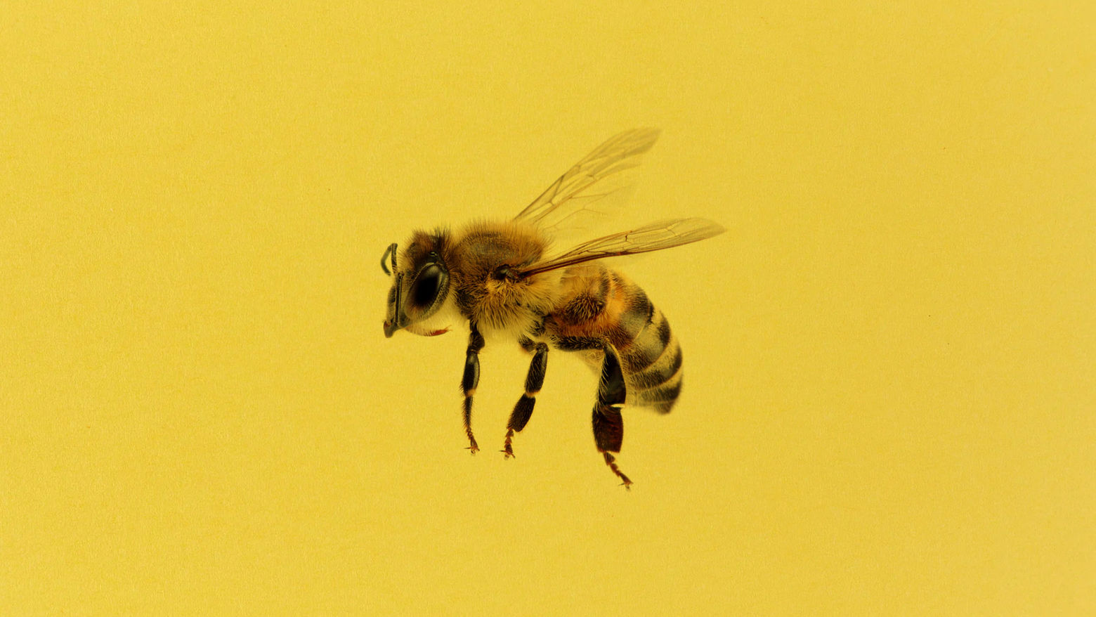 Bee Week | Hammer Museum